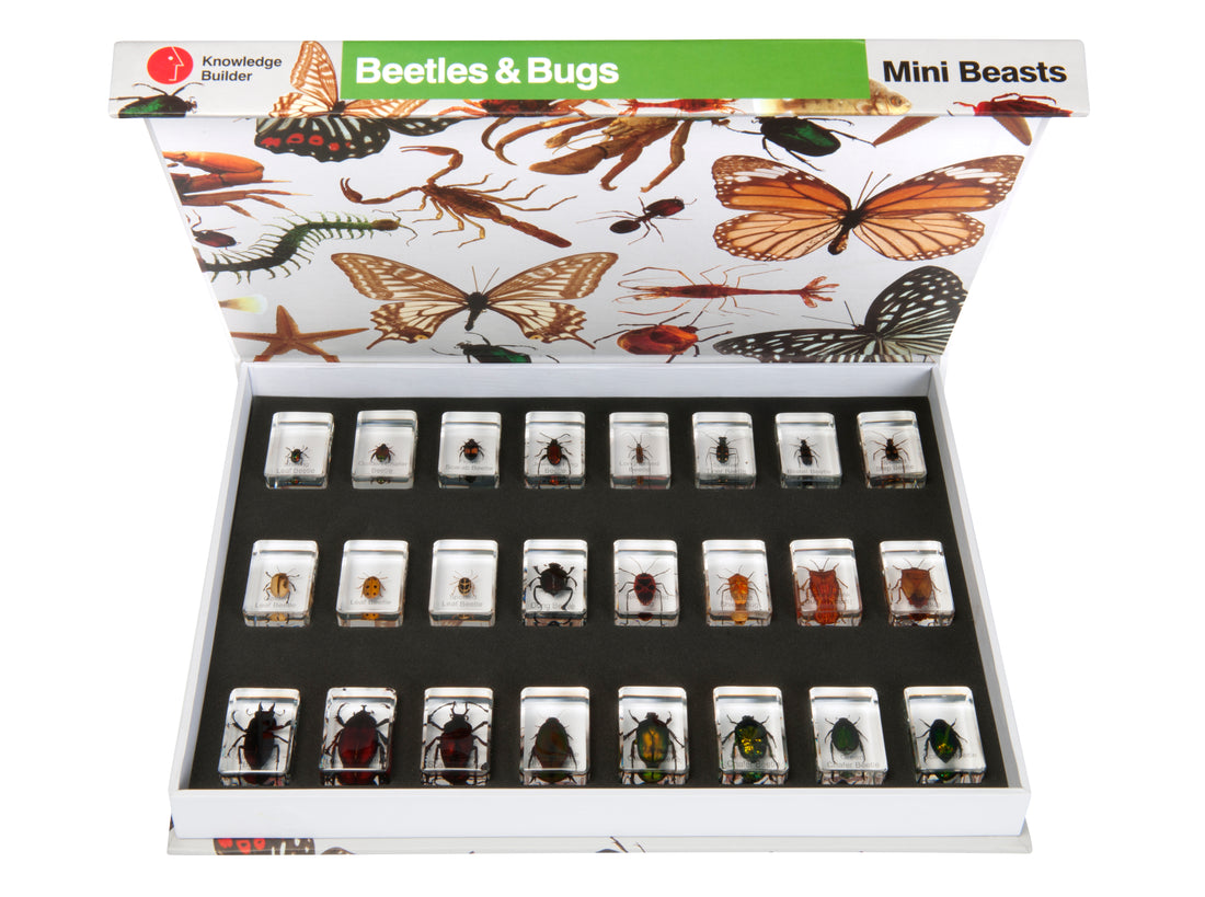 Mini Beasts Beetles & Bugs – Therapy Sensory Store